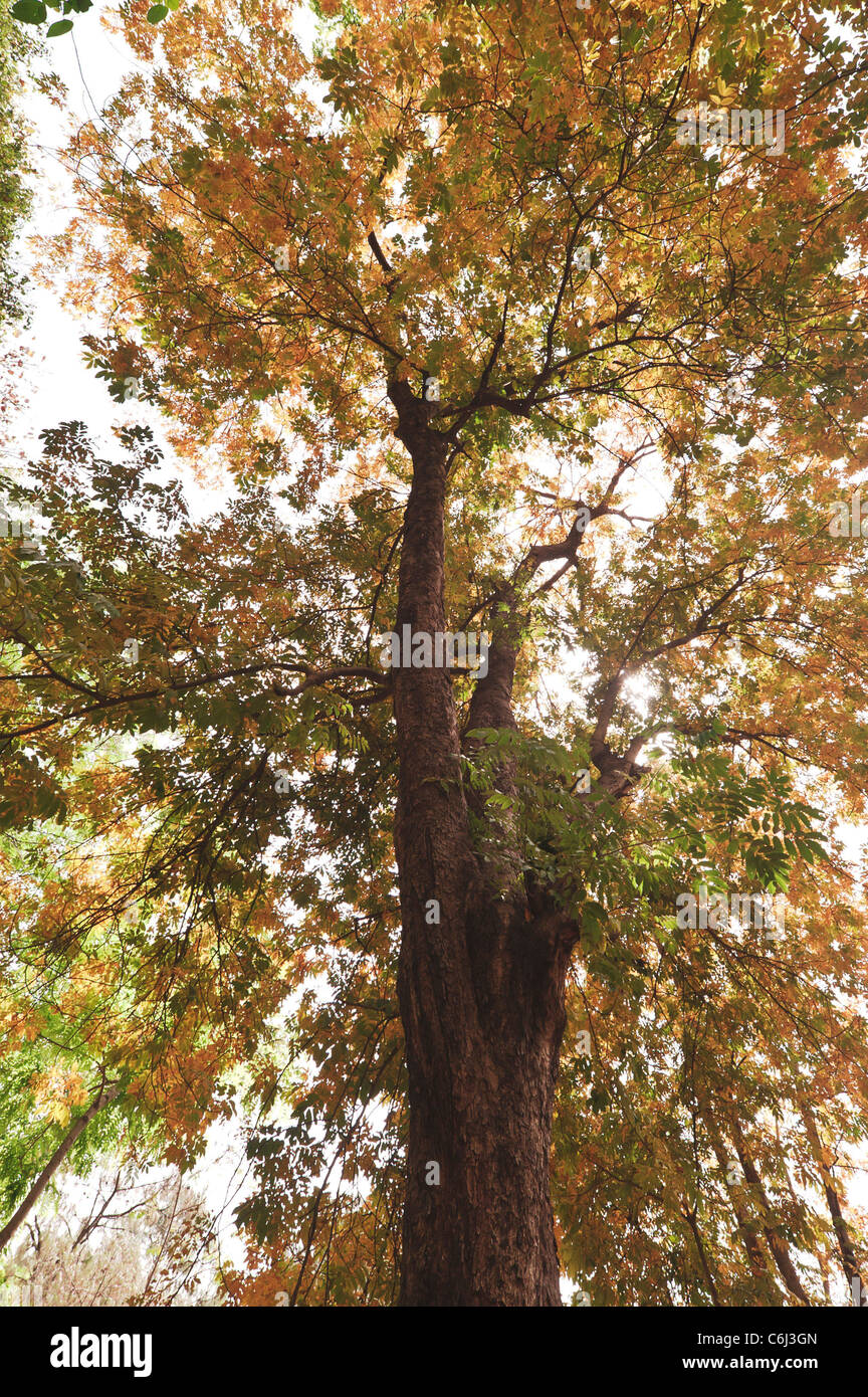 Jarul flower hi-res stock photography and images - Alamy