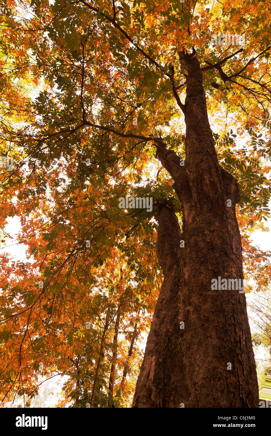 Jarul tree hi-res stock photography and images - Alamy