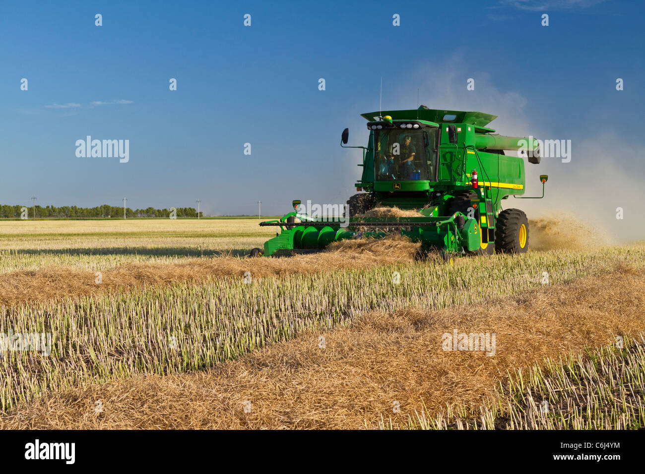 A John Deere combine harvesting a canola crop on the Froese farm near ...