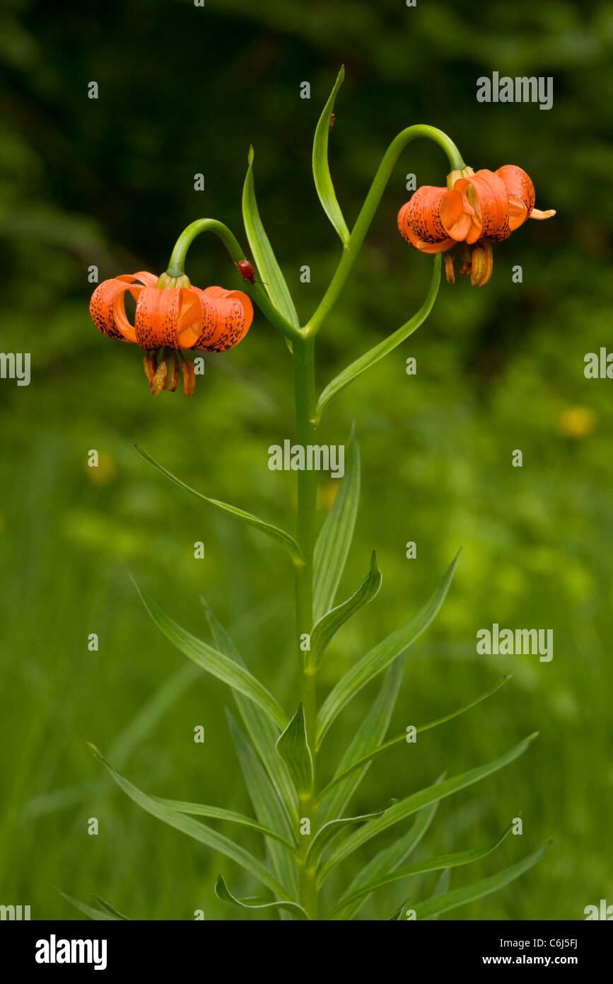 Carnic hi-res stock photography and images - Alamy