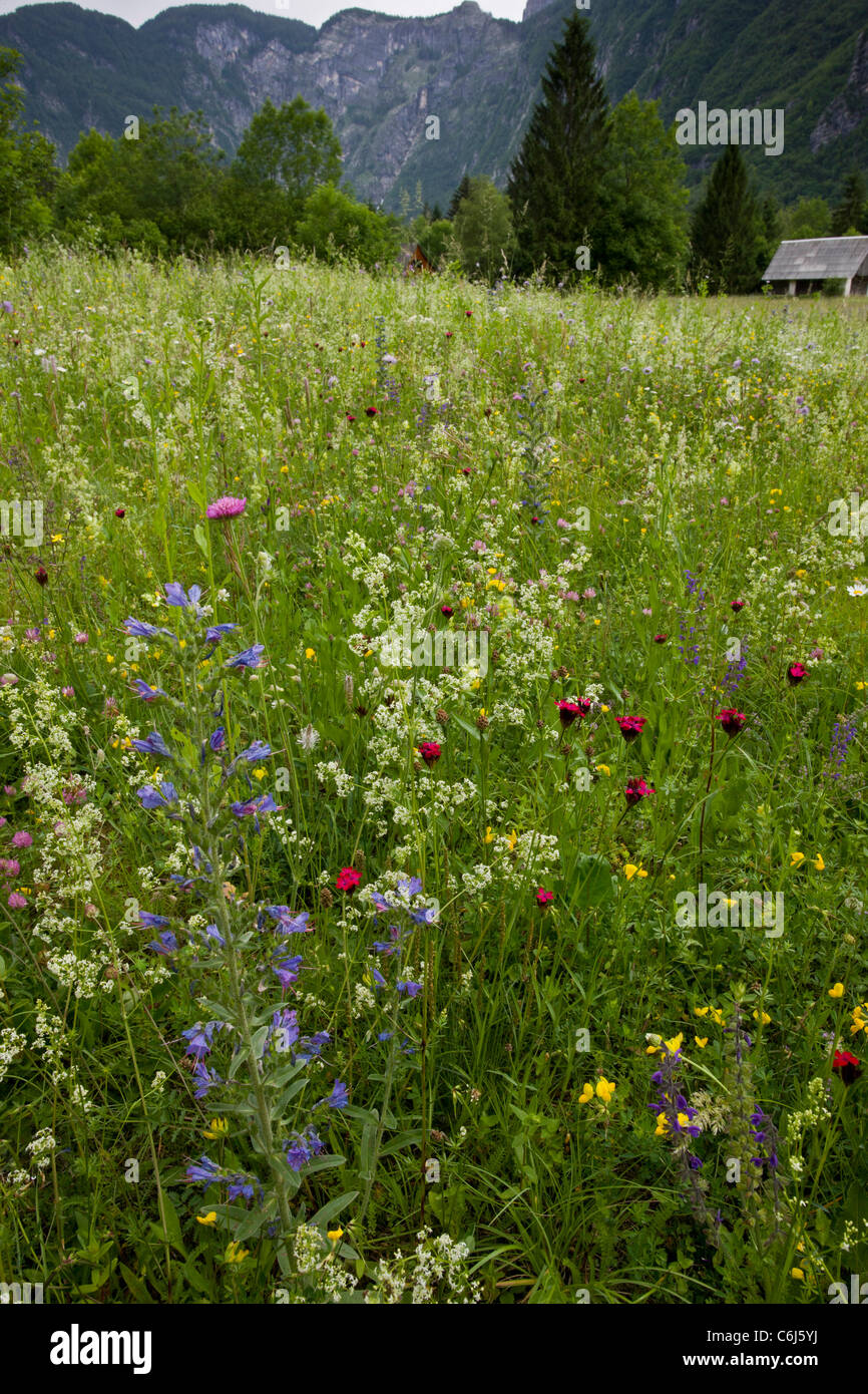 Ox species hi-res stock photography and images - Alamy