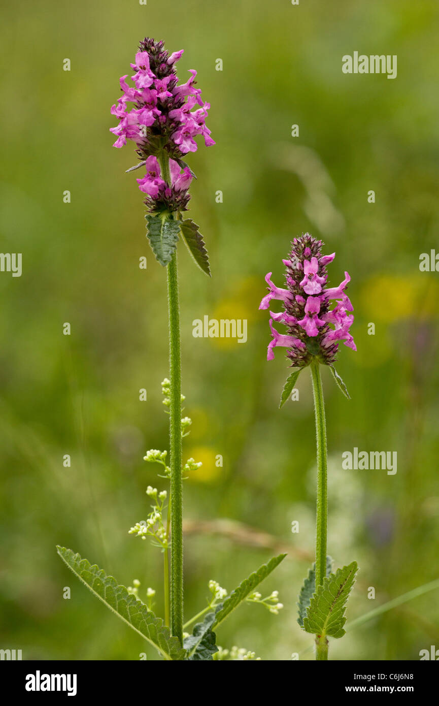 Common Betony, Betonica officinalis = Stachys, in flower Stock Photo ...