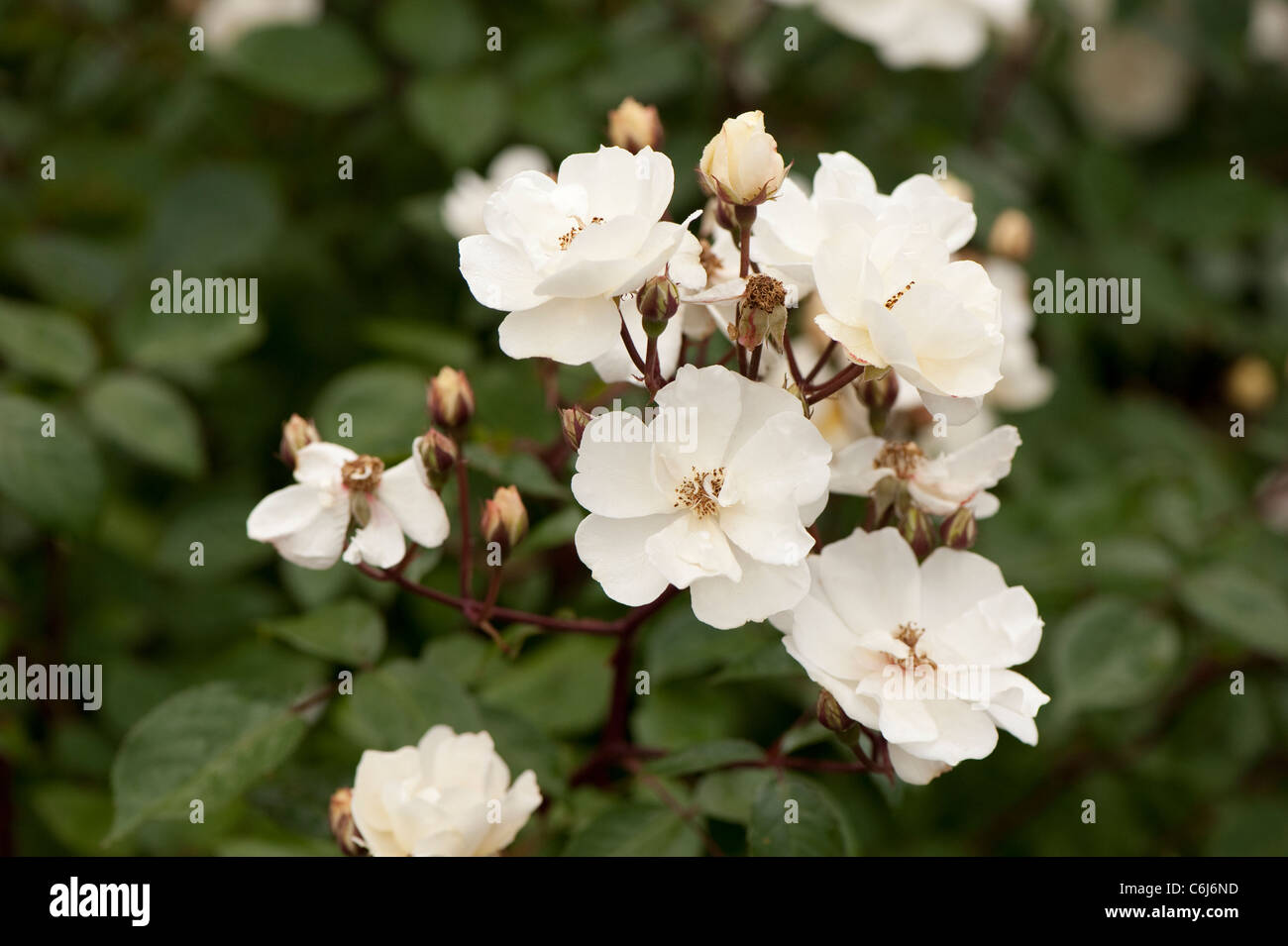 English summer moonlight landscape hi-res stock photography and images ...
