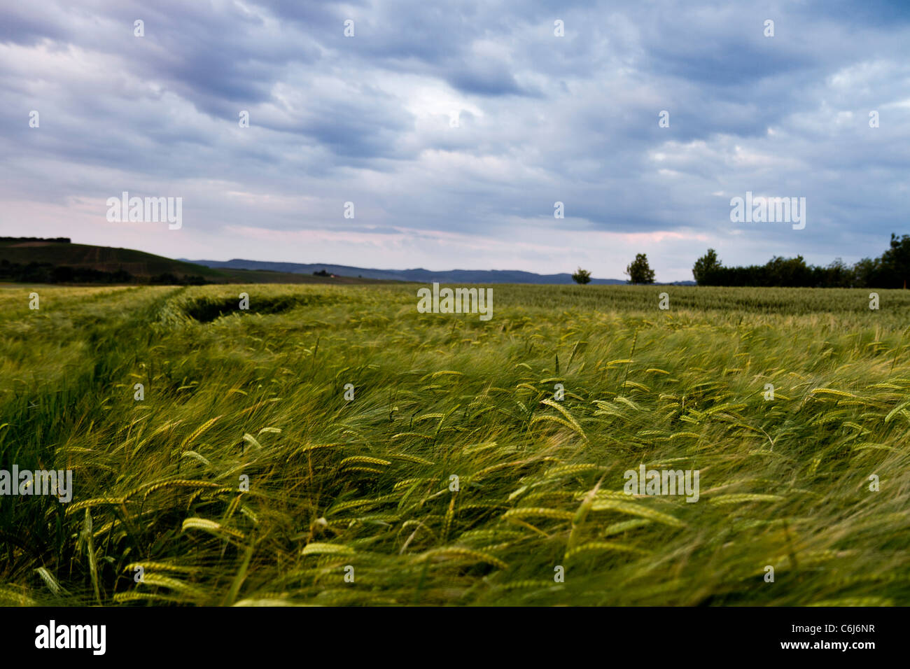grainfield with cloudy sky and trees in background Stock Photo - Alamy