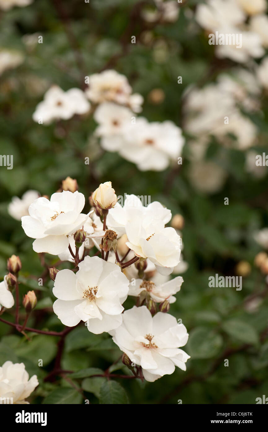 Rosa ‘Moonlight’ in flower Stock Photo - Alamy