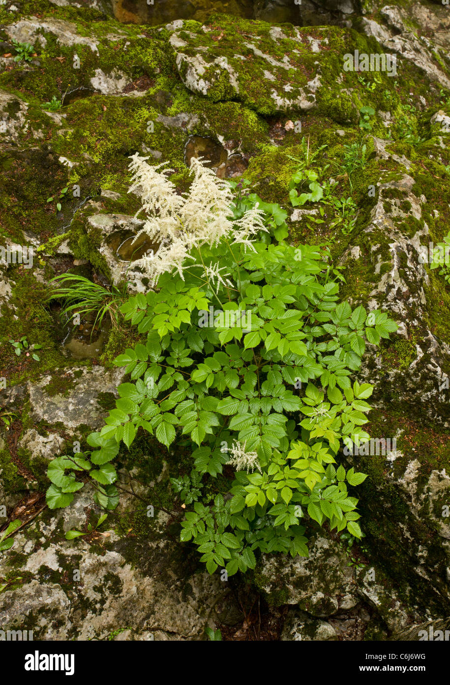 Aruncus dioicus cliff hi-res stock photography and images - Alamy