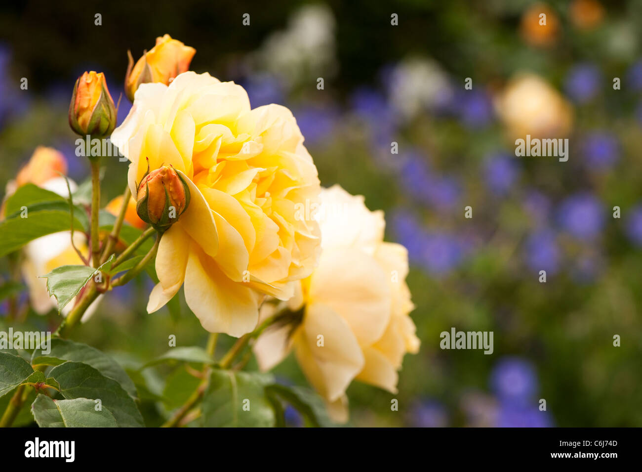 Rosa Graham Thomas ‘Ausmas’ in flower Stock Photo - Alamy