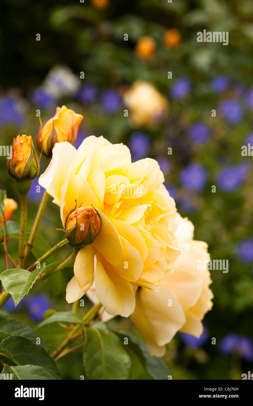 Rosa Graham Thomas ‘Ausmas’ in flower Stock Photo - Alamy