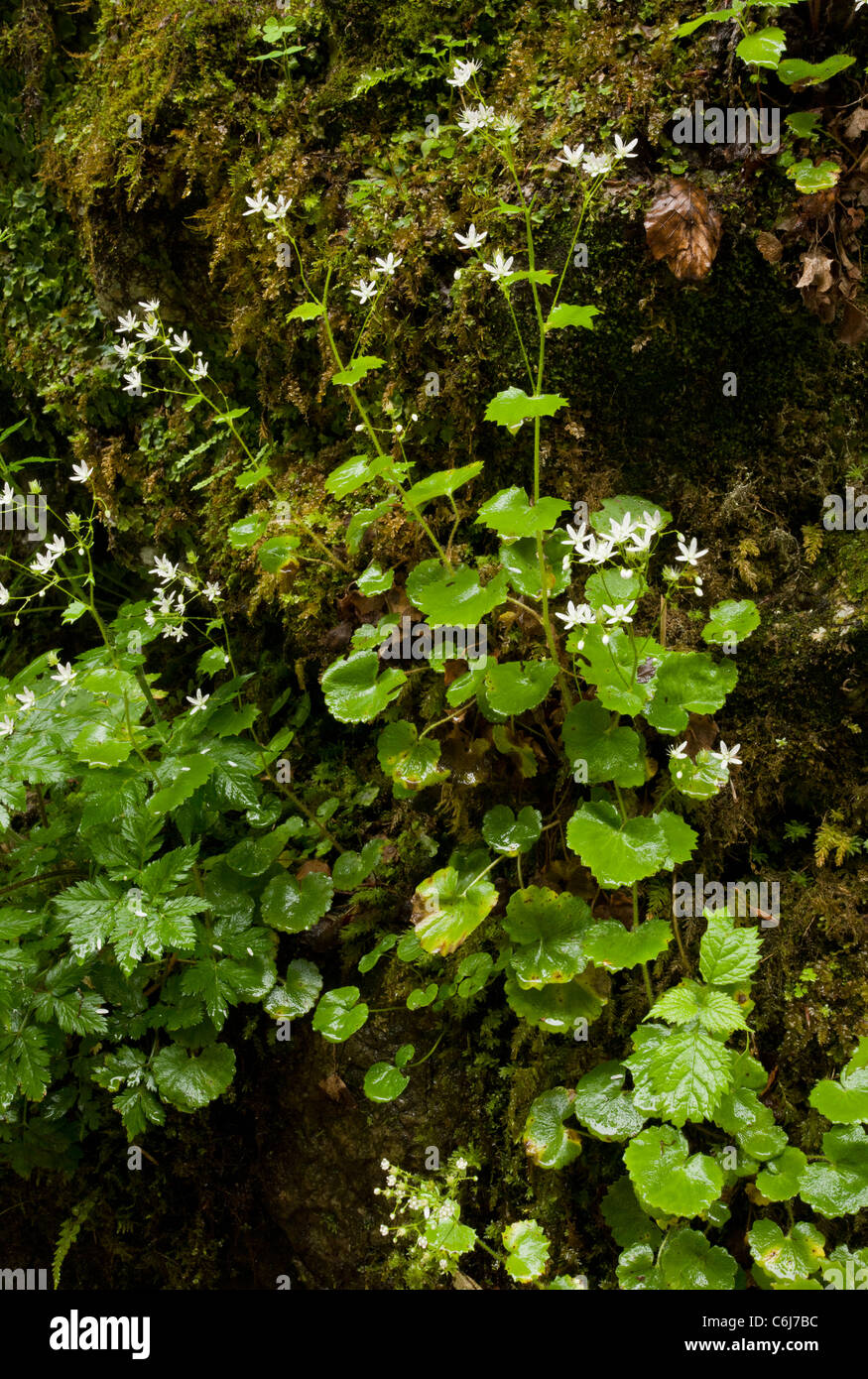 Round-leaved Saxifrage, Saxifraga rotundifolia on cliff, Slovenia Stock ...