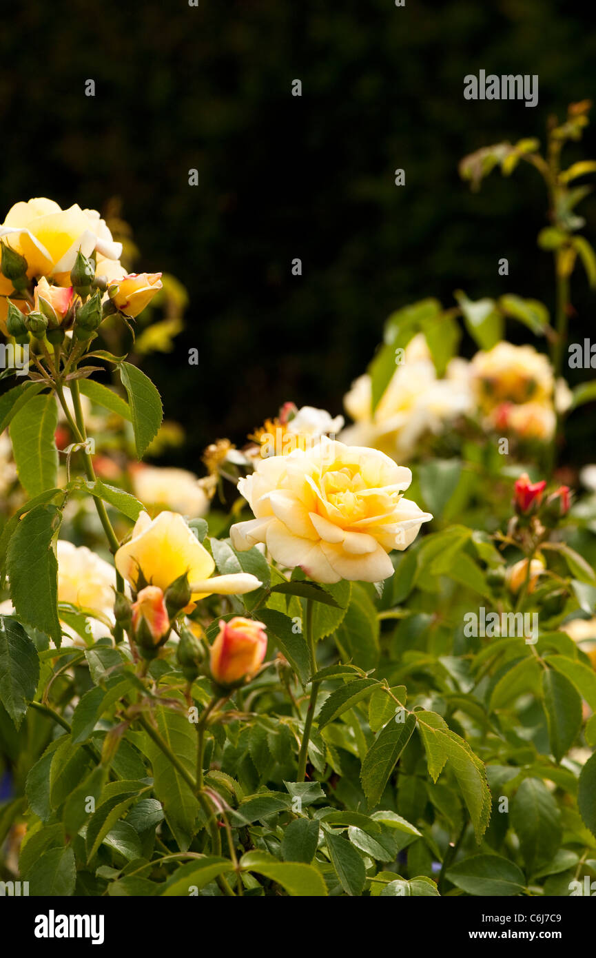 Goldbusch rose hi-res stock photography and images - Alamy