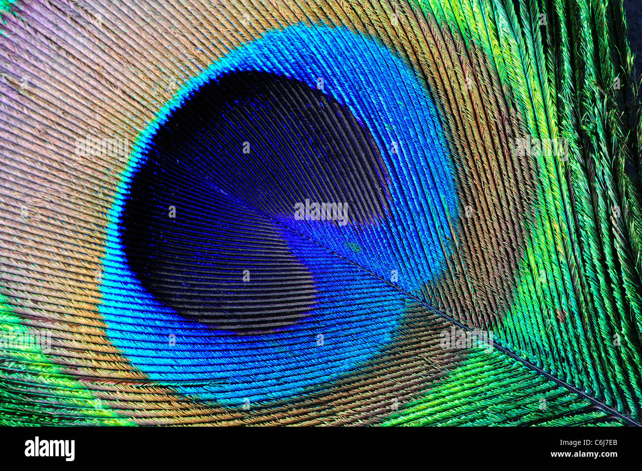 Macrophotograph of a peacock's feather. Diagonal composition, can be ...