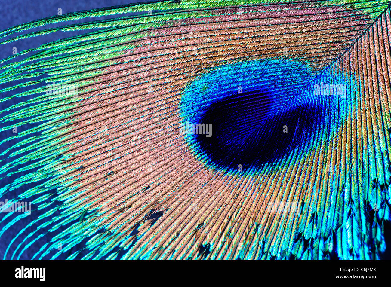 Macrophotograph of a peacock's feather. Diagonal composition, can be ...