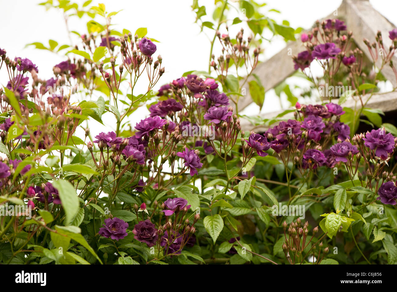 Violette Rose High Resolution Stock Photography and Images - Alamy