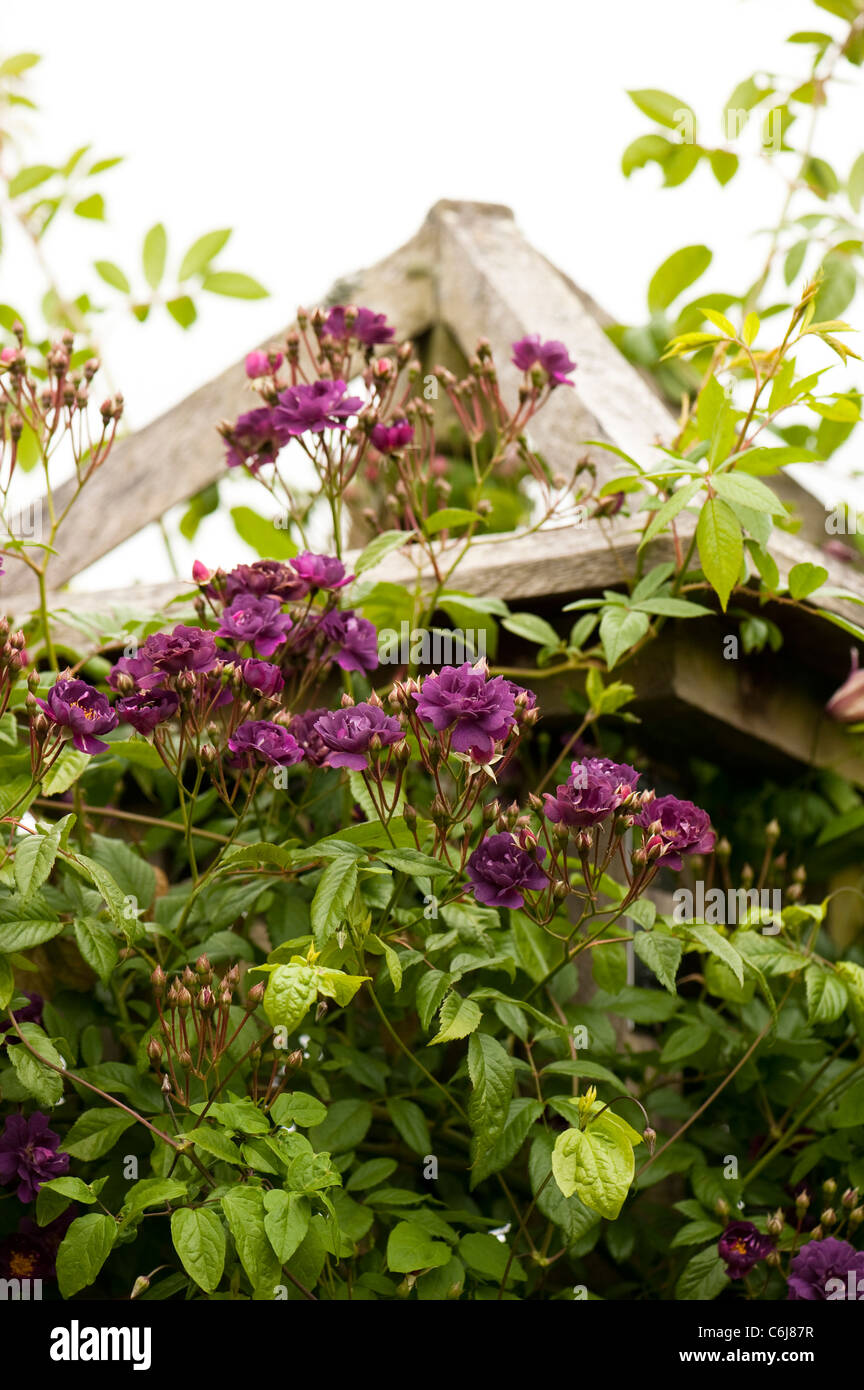 Violette Rose High Resolution Stock Photography and Images - Alamy