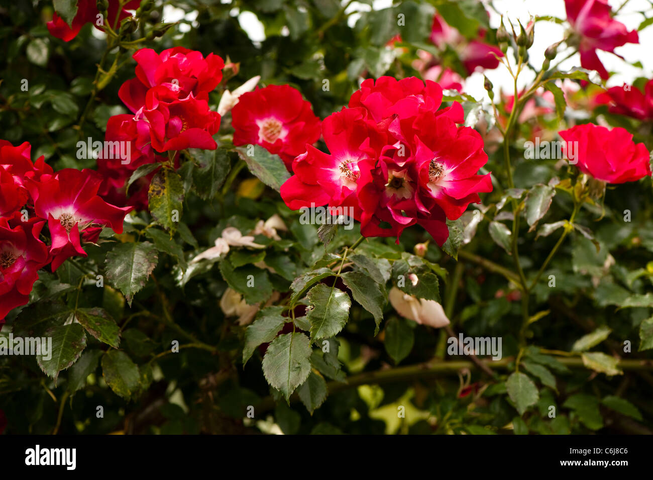 Climbing rose rosa dortmund hi-res stock photography and images - Alamy