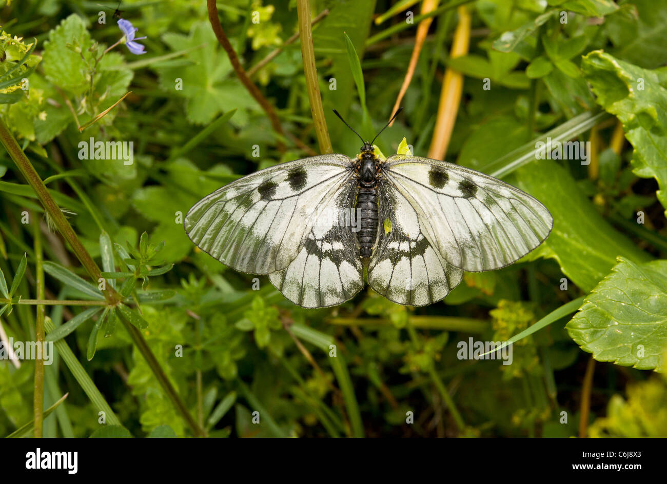 Clouded Apollo, Parnassius mnemosyne, female. Julian Alps, Slovenia ...