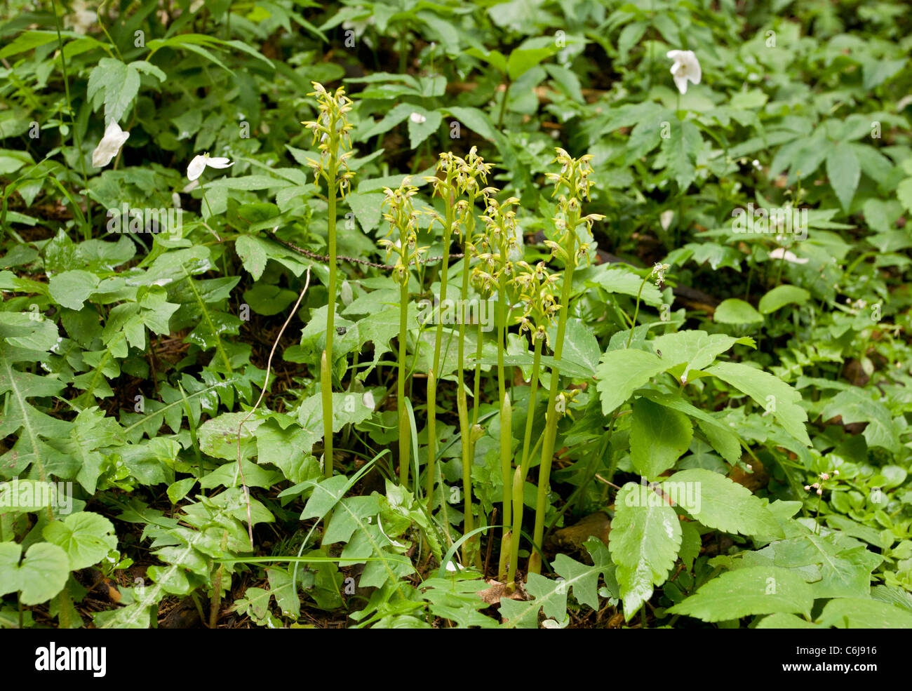 Coral-root Orchids, Corallorhiza trifida in deep shade. Slovenia Stock ...