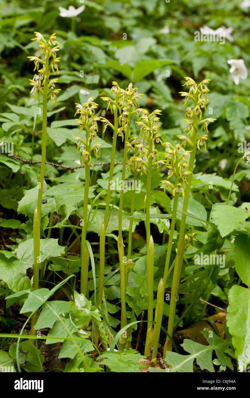 Coral-root Orchids, Corallorhiza trifida in deep shade. Slovenia Stock ...