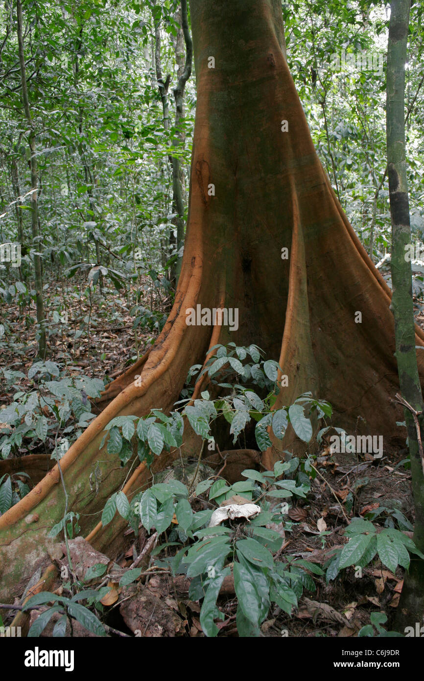 Tree (Piptadeniastrum africana: Leguminosae) with small buttresses, in ...