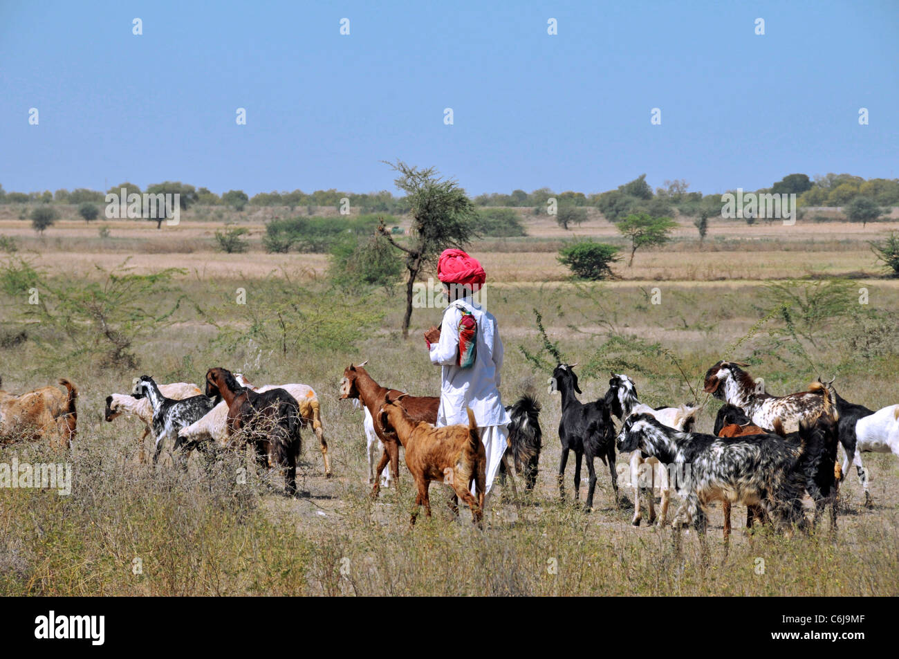 Goats and herdsman Aravalli Hills Rajasthan India Stock Photo - Alamy