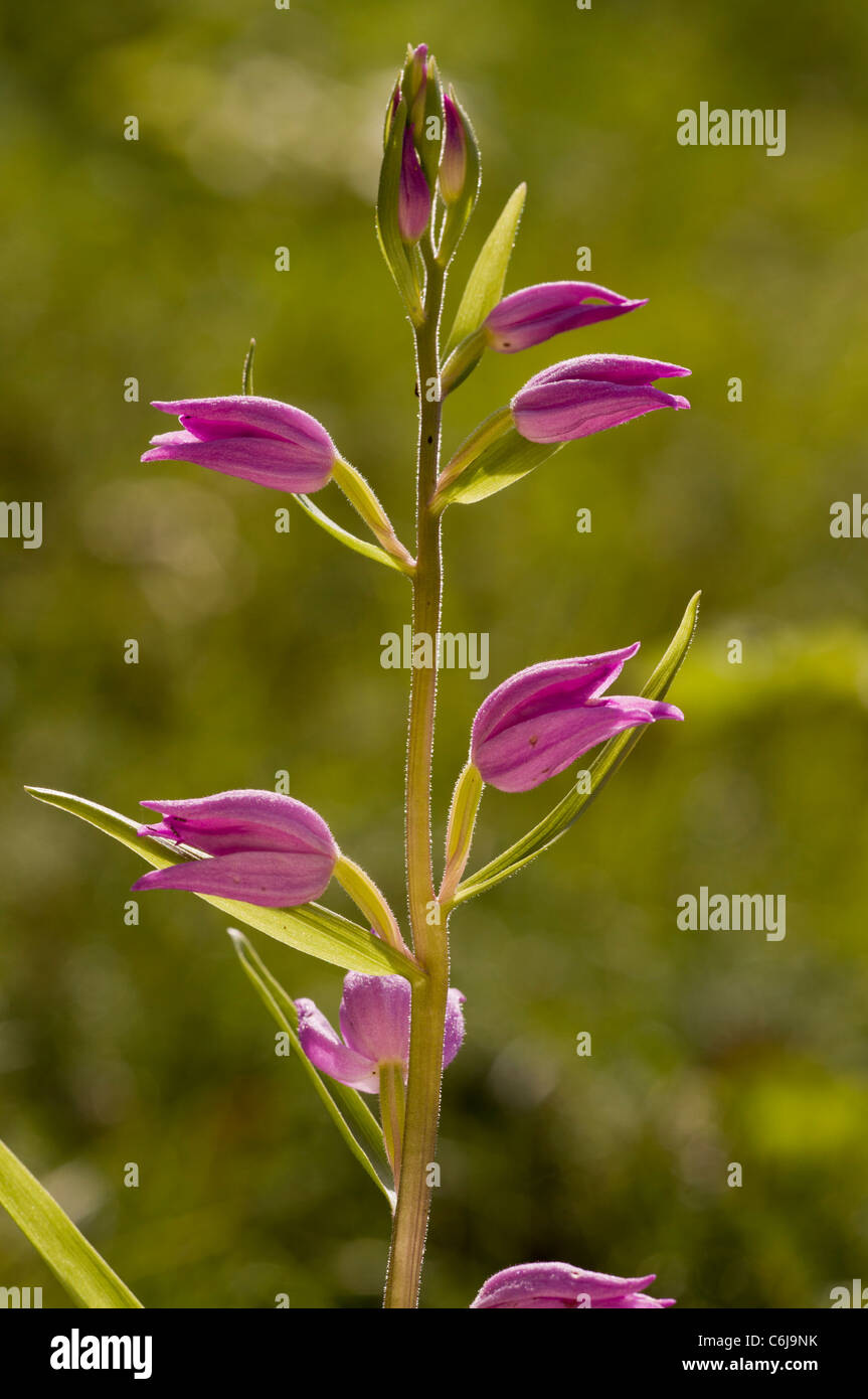 Red Helleborine, Cephalanthera rubra, in flower, Slovenia Stock Photo ...