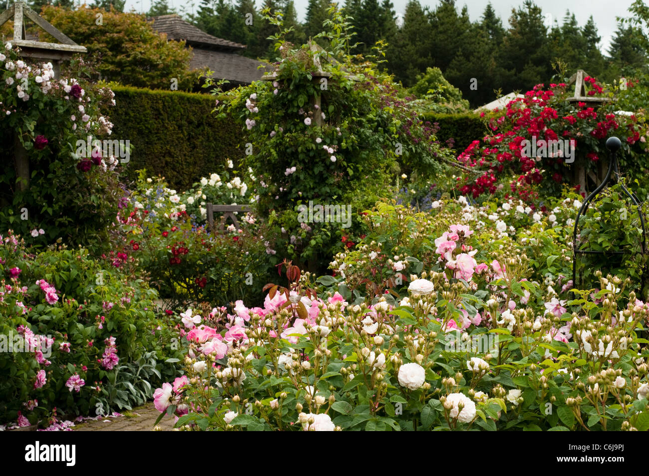 Mixed shrub roses hi-res stock photography and images - Alamy