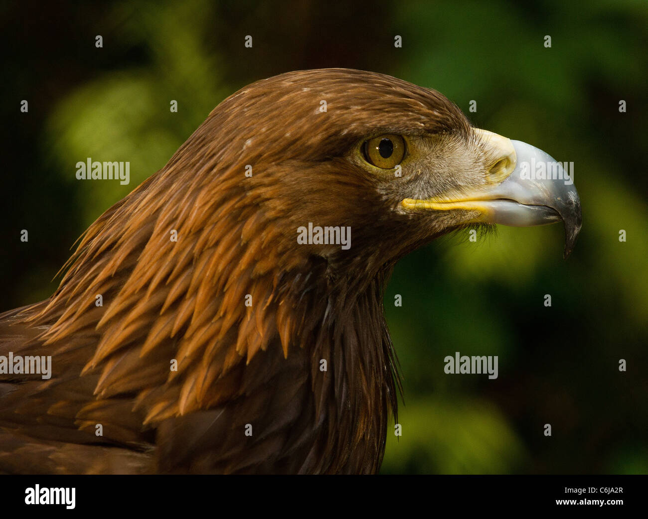 Golden Eagle Profile Stock Photo - Alamy