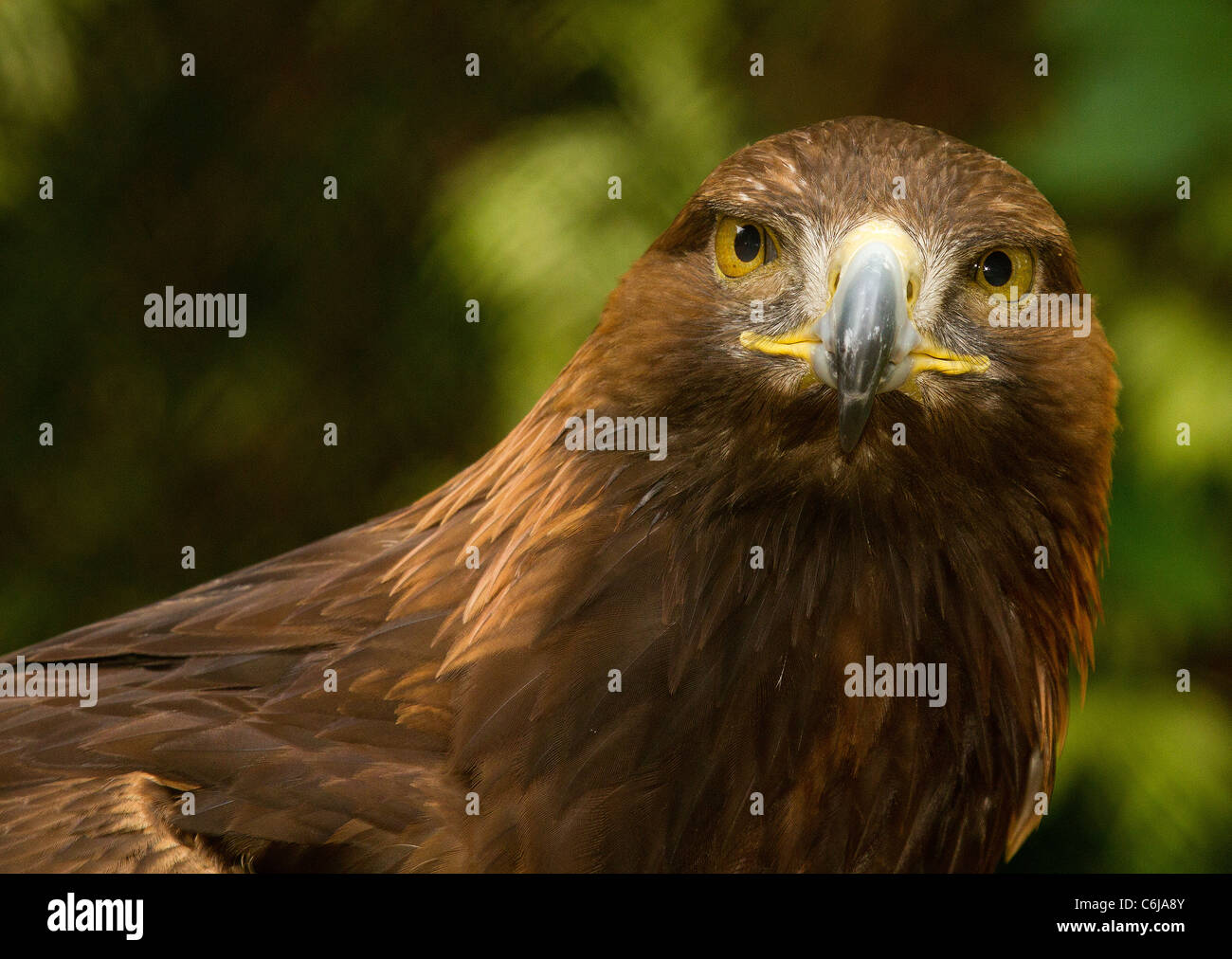 Golden Eagle Profile Stock Photo - Alamy