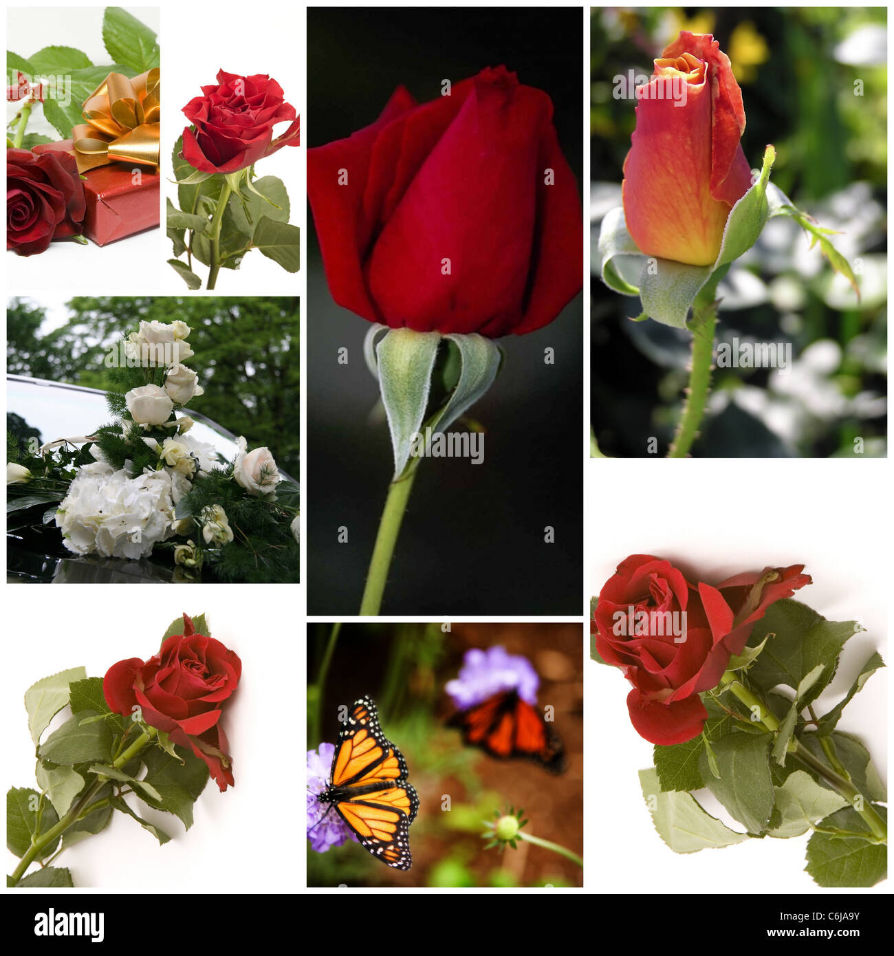 Rose flowers- collage of nine photos Stock Photo - Alamy