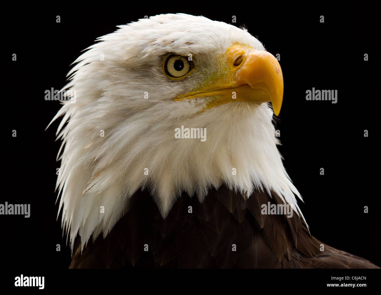 Bald Eagle Profile Stock Photo - Alamy