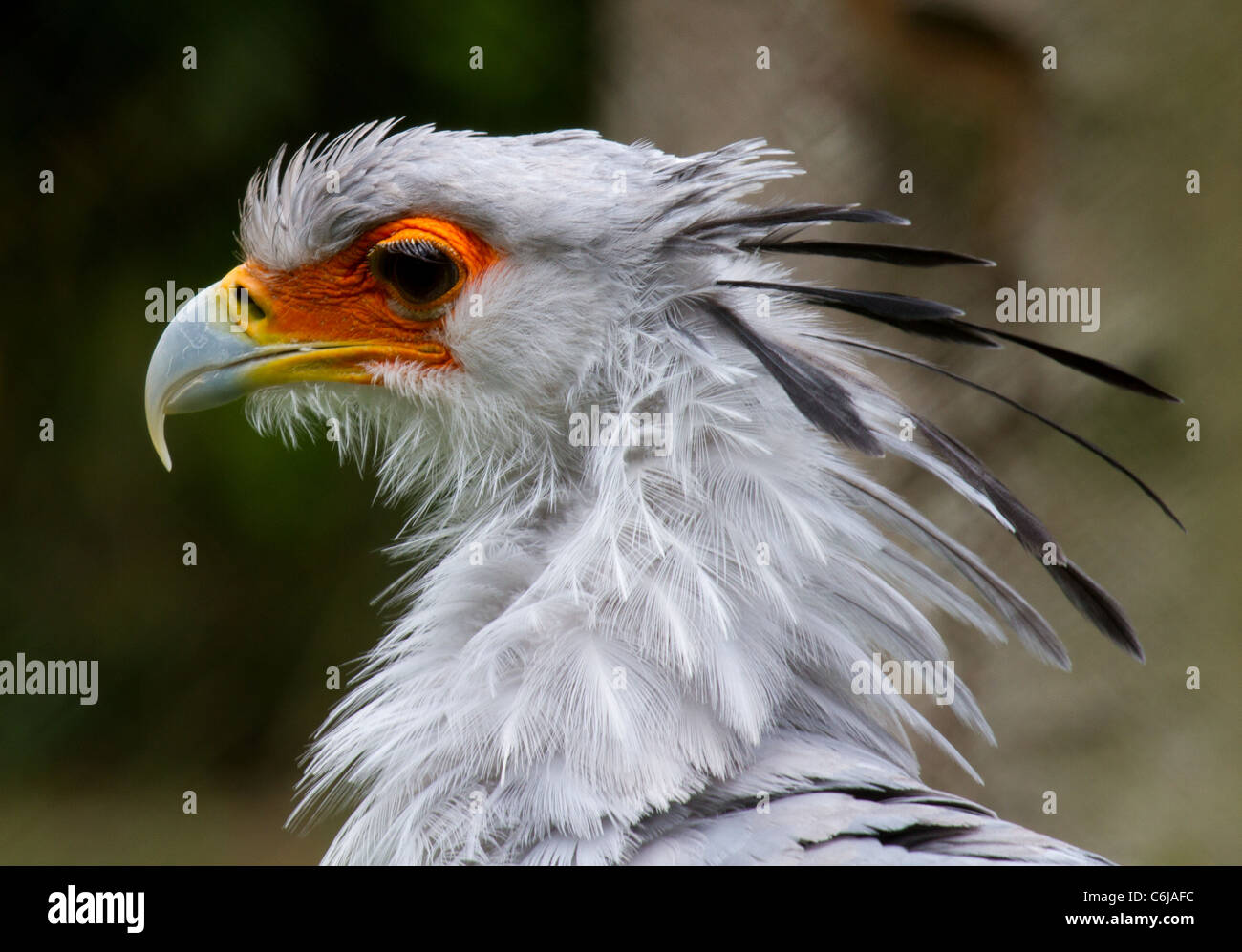 Secretary Bird Profile Stock Photo - Alamy