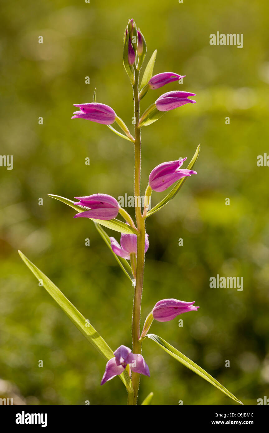 Red helleborine in flower hi-res stock photography and images - Alamy