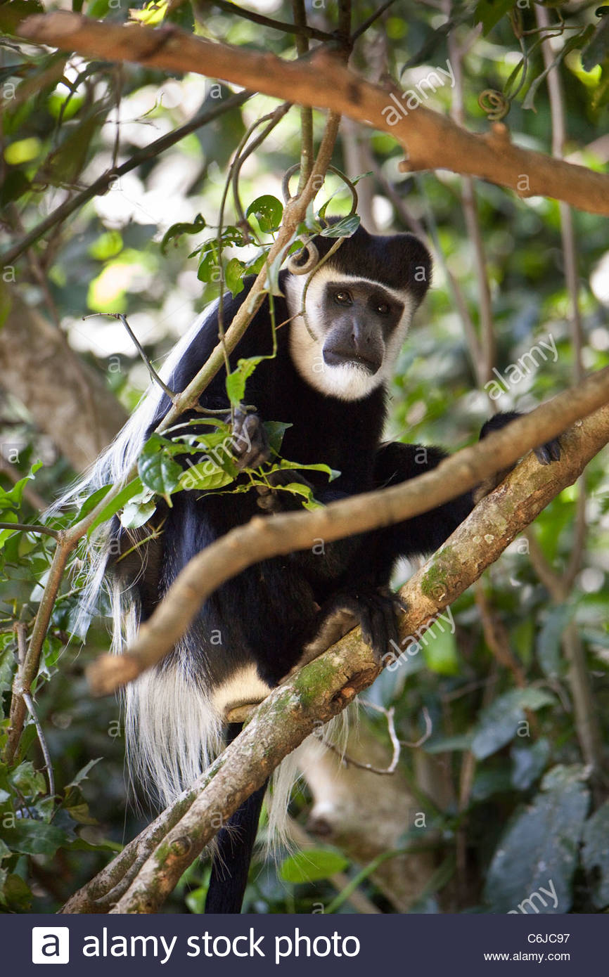 Colobus Monkey Stock Photos & Colobus Monkey Stock Images - Alamy