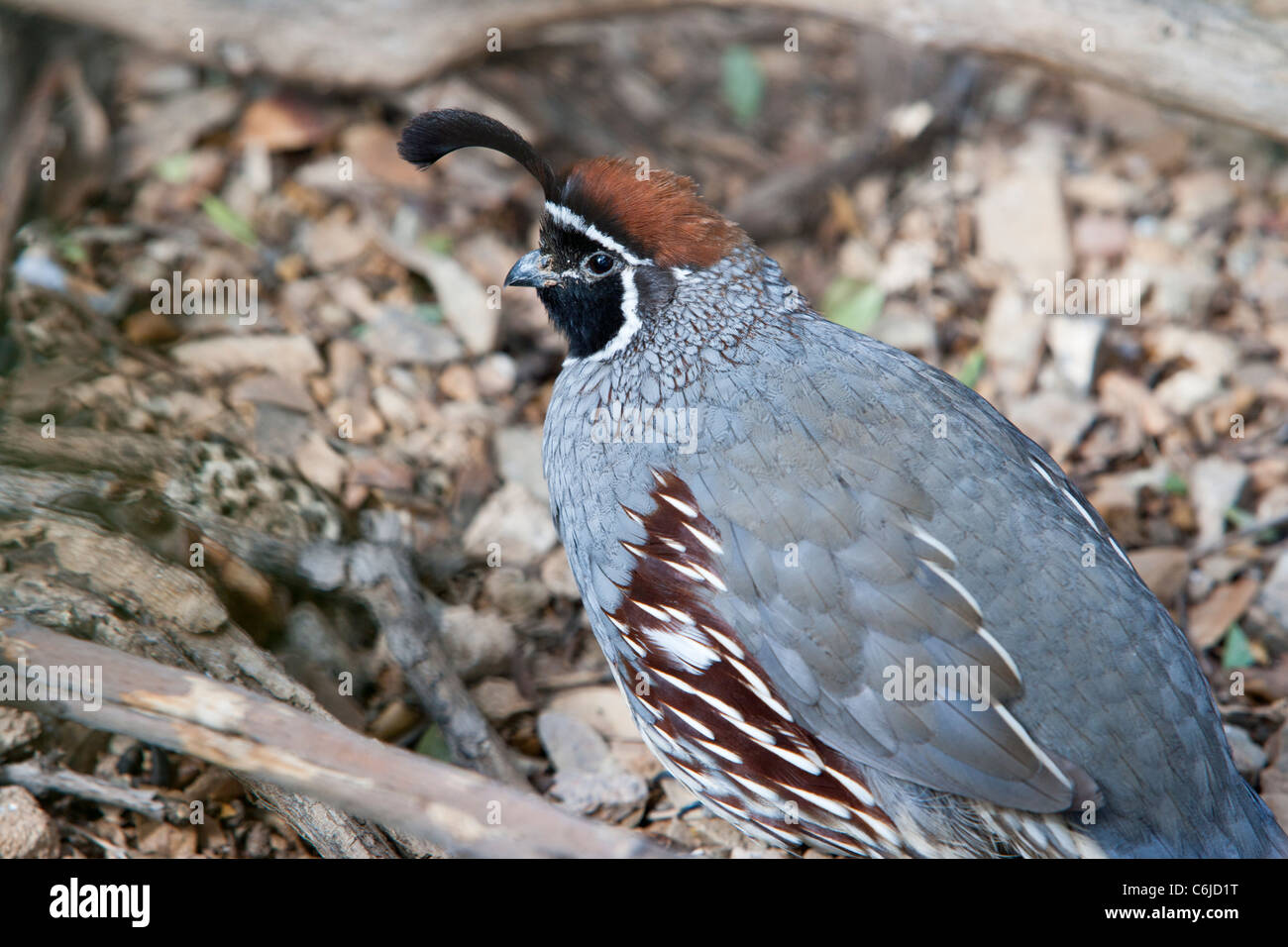 Arizona quail hi-res stock photography and images - Alamy
