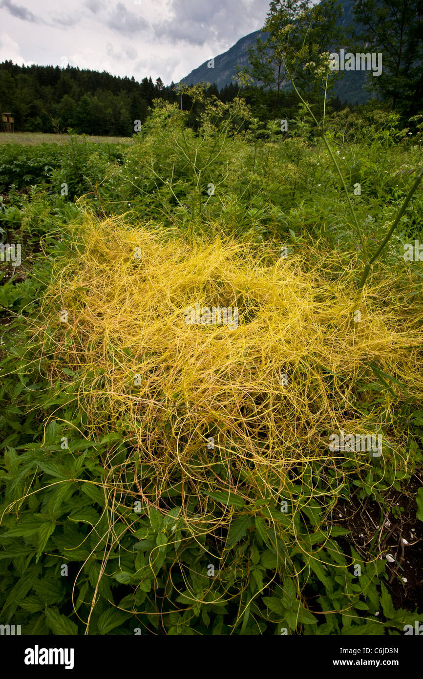 Greater Dodder, Cuscuta europaea, parasitic on nettles; Slovenia Stock ...