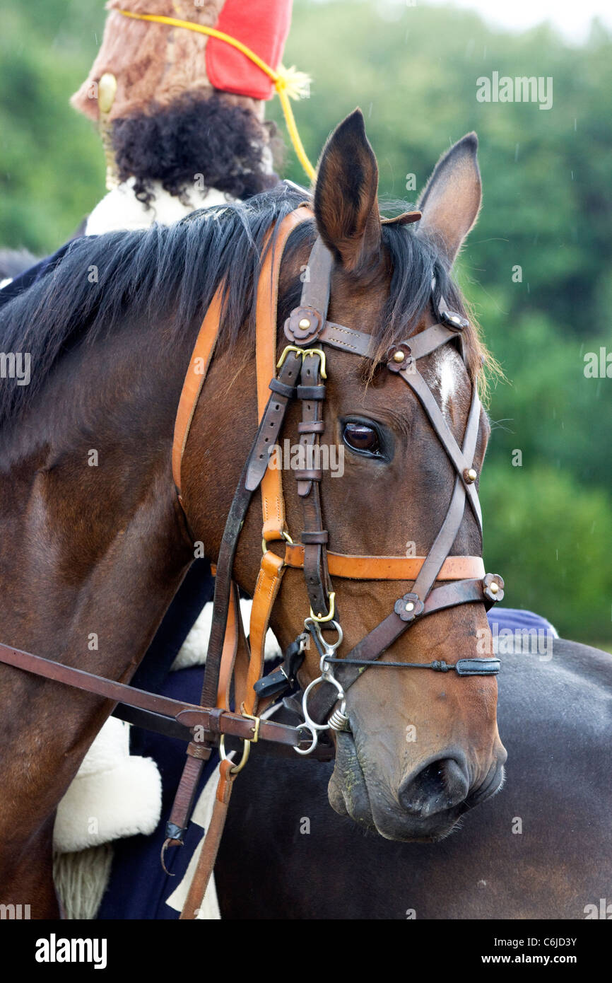 Napoleon's Cavalry Recreated Thoroughbred Portrait Stock Photo - Alamy
