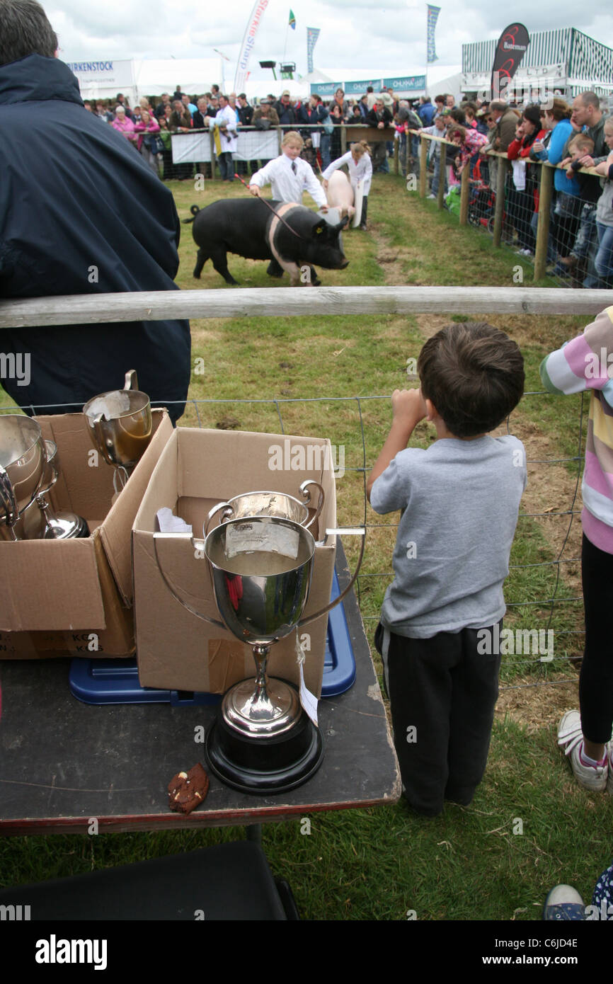 2011 agricultural pig pigs show hi-res stock photography and images - Alamy