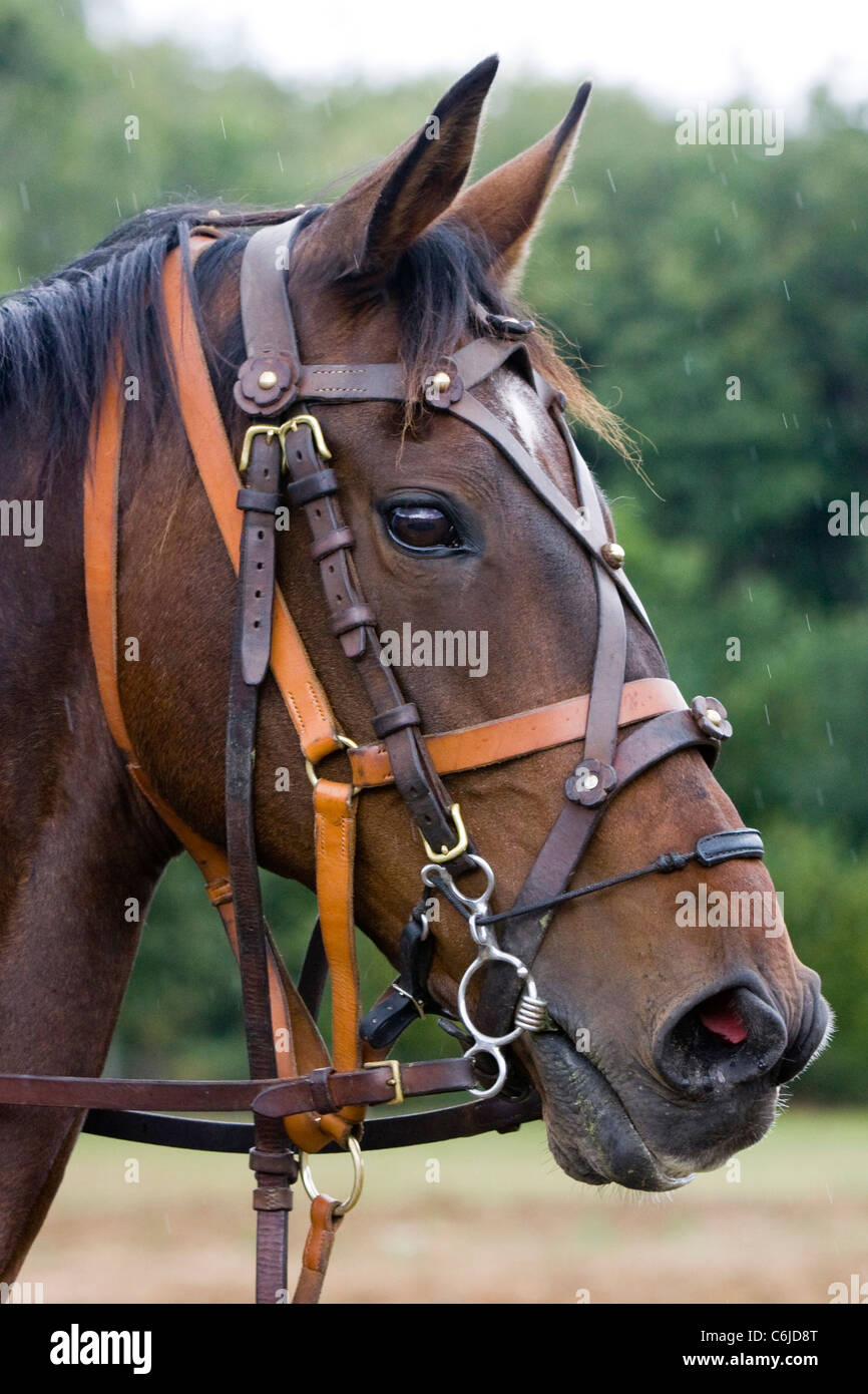 The head of a Thoroughbred Looking Alert Portrait Stock Photo - Alamy