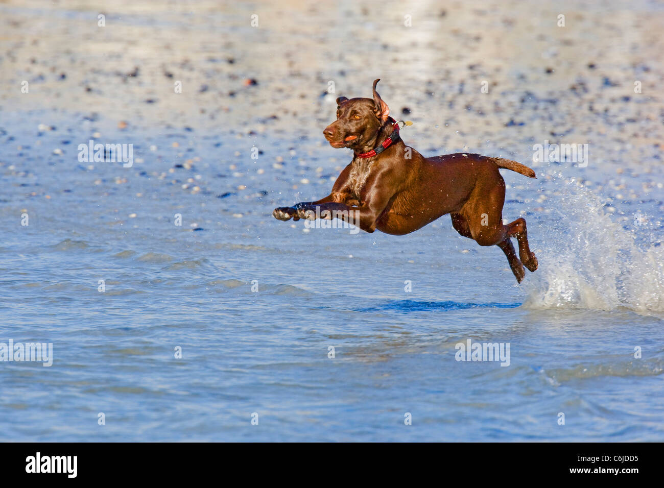 Dog running and splashing through the waves Stock Photo - Alamy