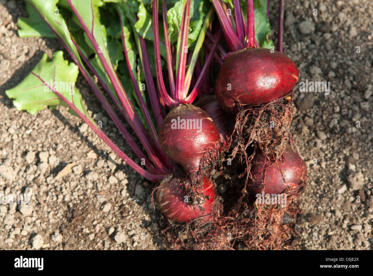 Freshly picked beetroot on a South Yorkshire allotment Stock Photo - Alamy