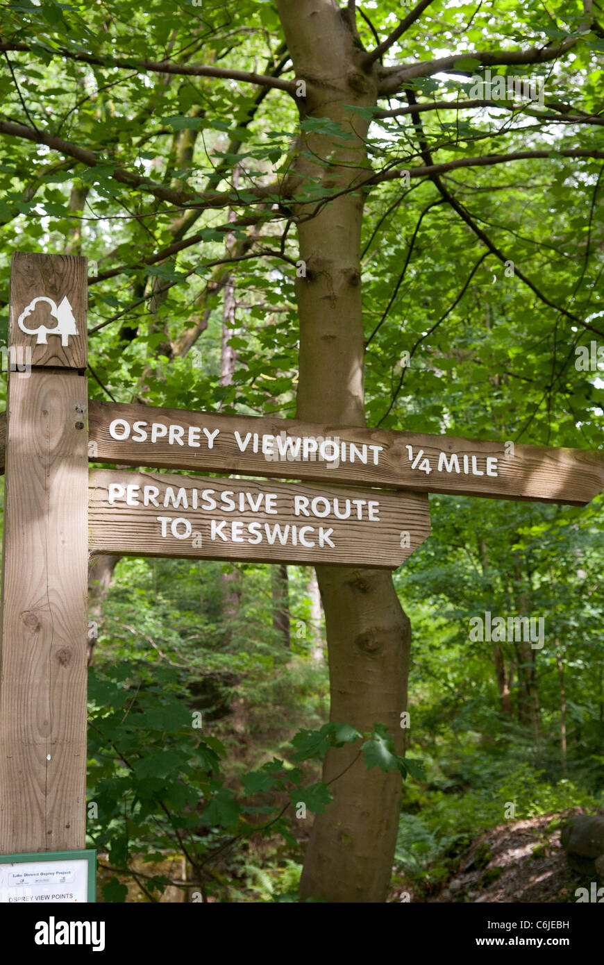 Footpath to Osprey view point at Dodd Wood, Lake District National Park ...