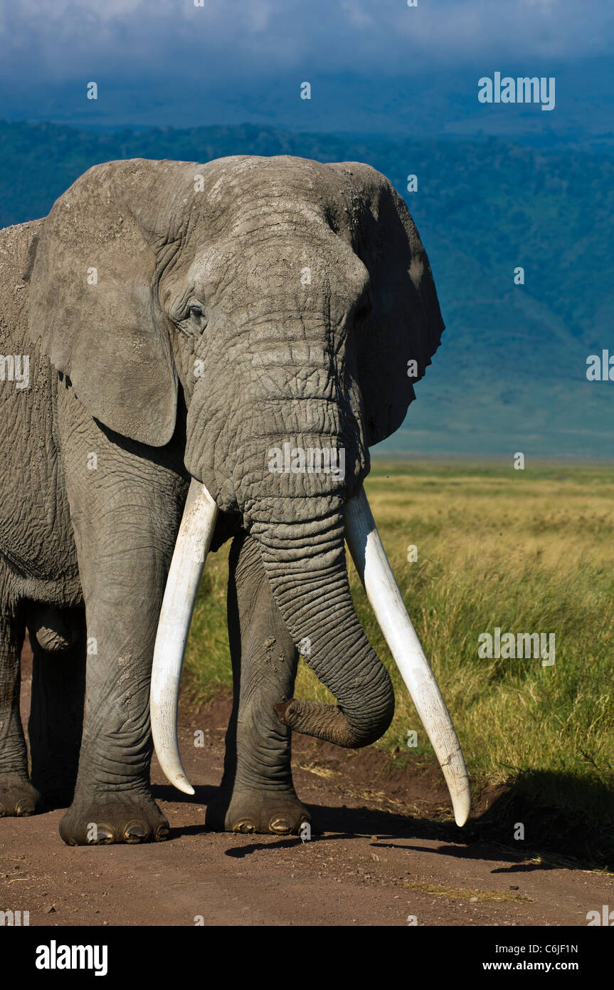 African Bush Elephant Bull