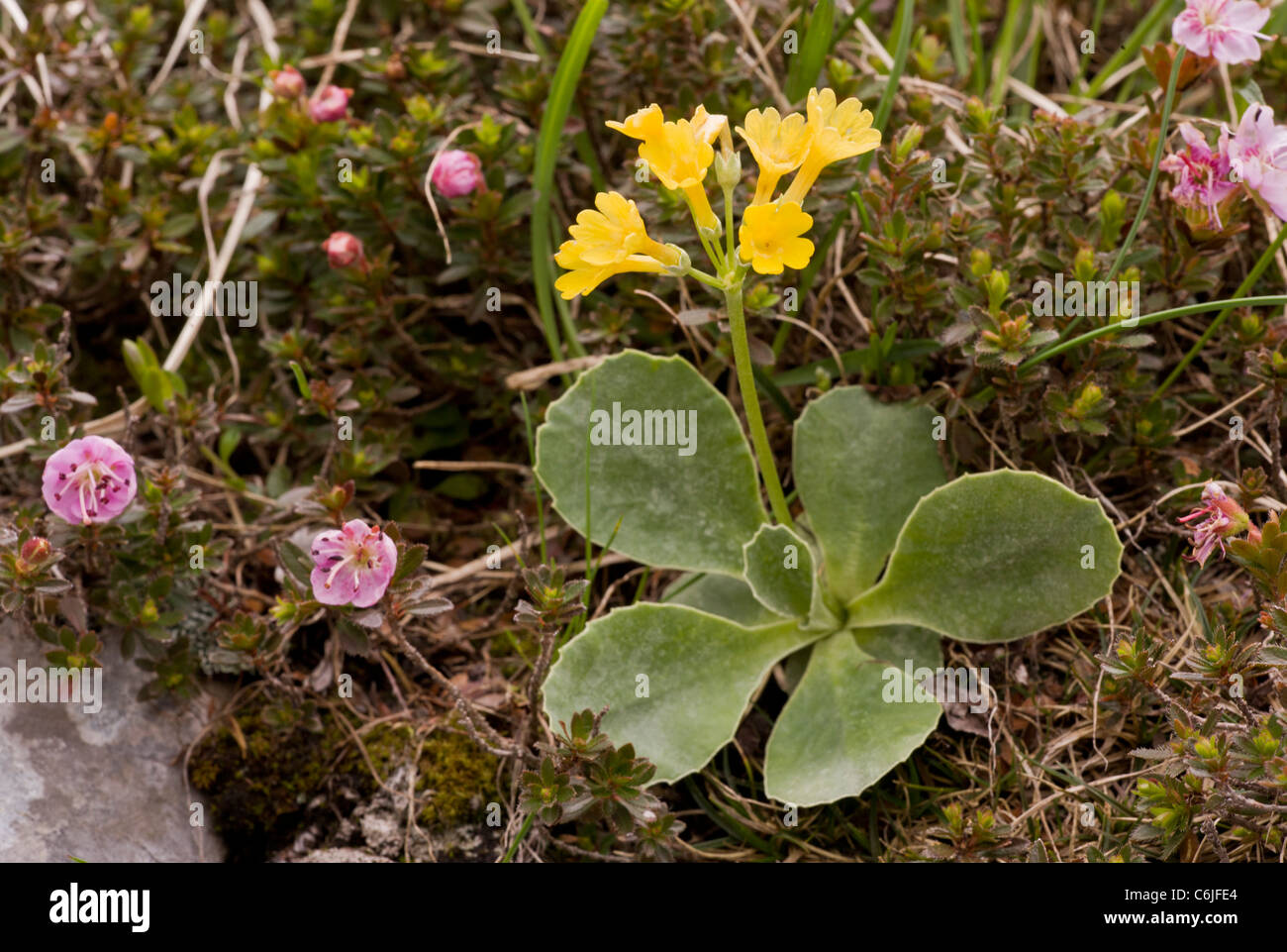 Auricula, or Bear's Ear, Primula auricula on limestone, Julian Alps ...