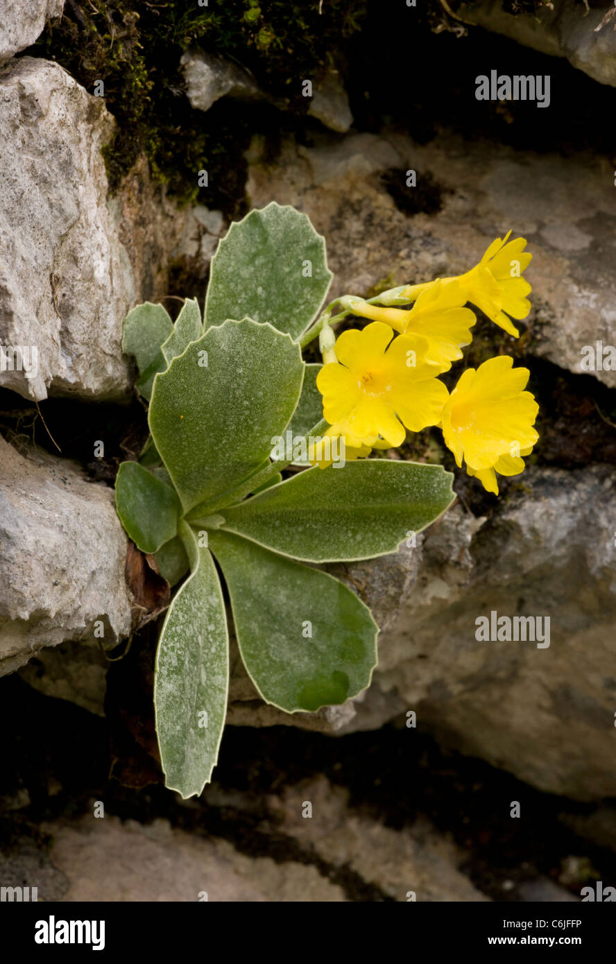 Auricula, or Bear's Ear, Primula auricula on limestone, Julian Alps ...