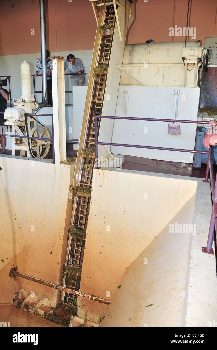 Grapes, in a metal corkscrew hopper, rising up a mechanical ladder for ...