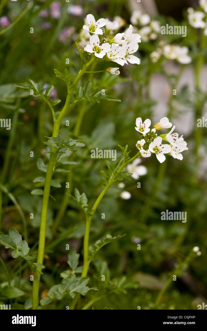 Large Bitter-cress, Cardamine amara in flower, in damp flushed area ...