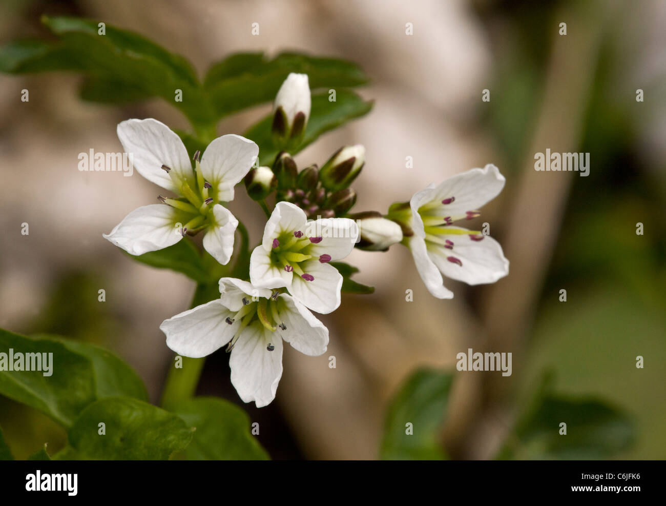 Large Bitter-cress, Cardamine amara in flower, in damp flushed area ...