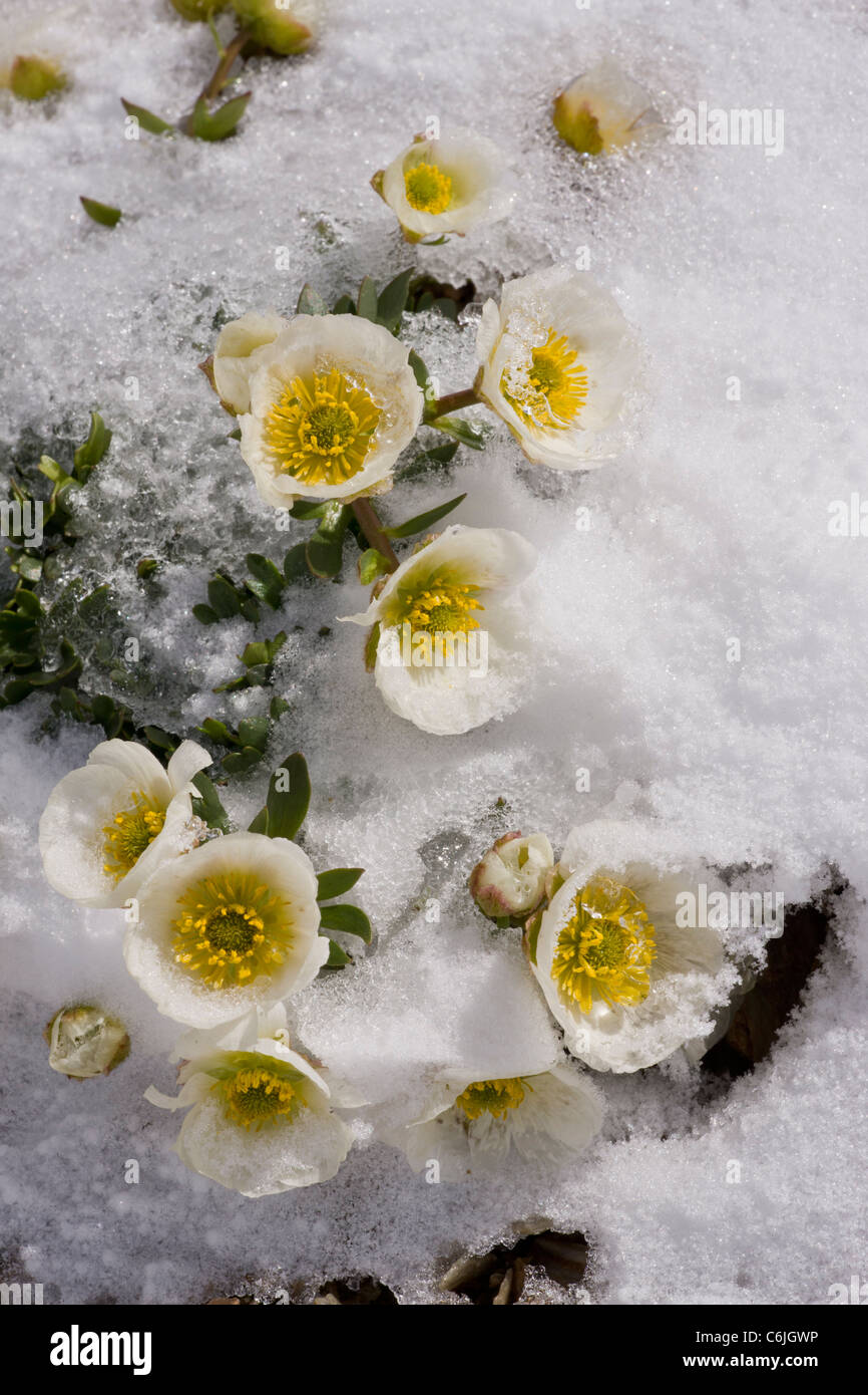 Ranunculus glacialis snow alpine hi-res stock photography and images ...