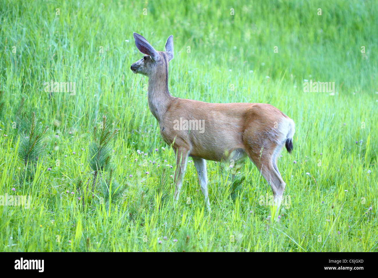 Mule deer odocoileus hemionus mammals deer fauna hi-res stock ...