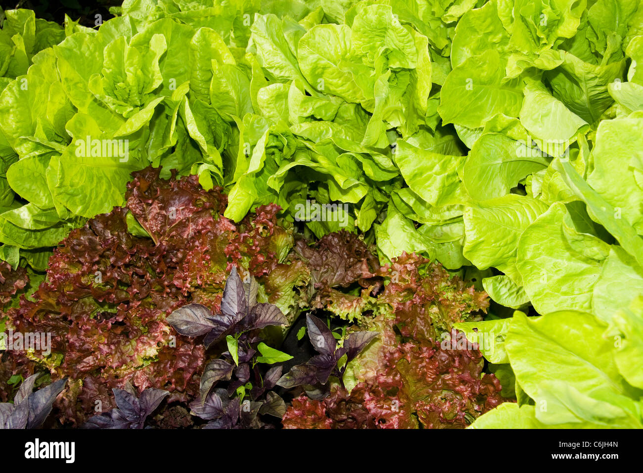 A variety of green and red lettuces on wooden background Stock Photo ...